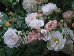 Happy Flore - - Happy Flore
